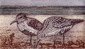 Dunlin - Etchings by Joan Hodgkiss